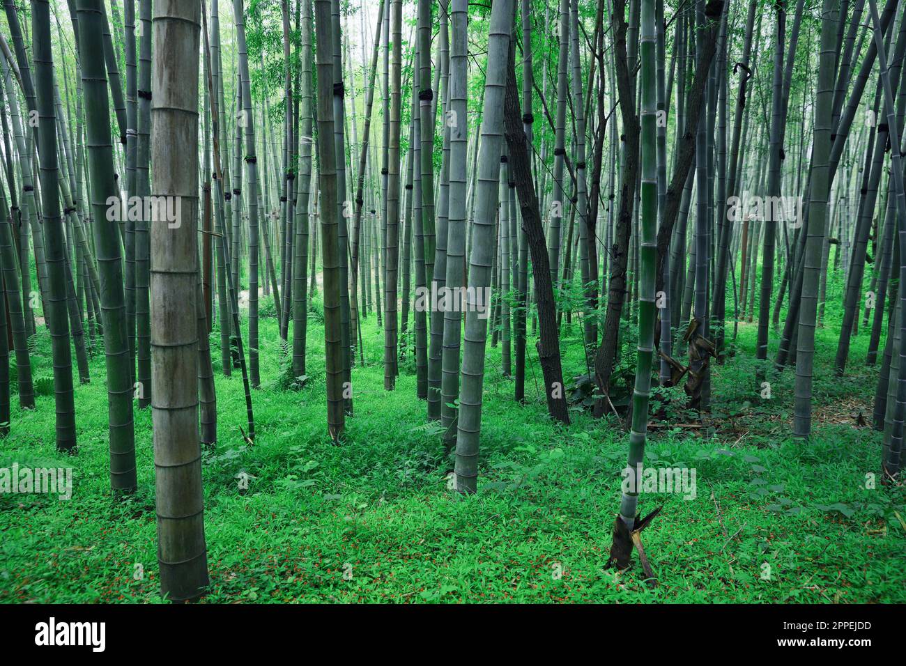 Beautiful bamboo forest hi-res stock photography and images - Alamy