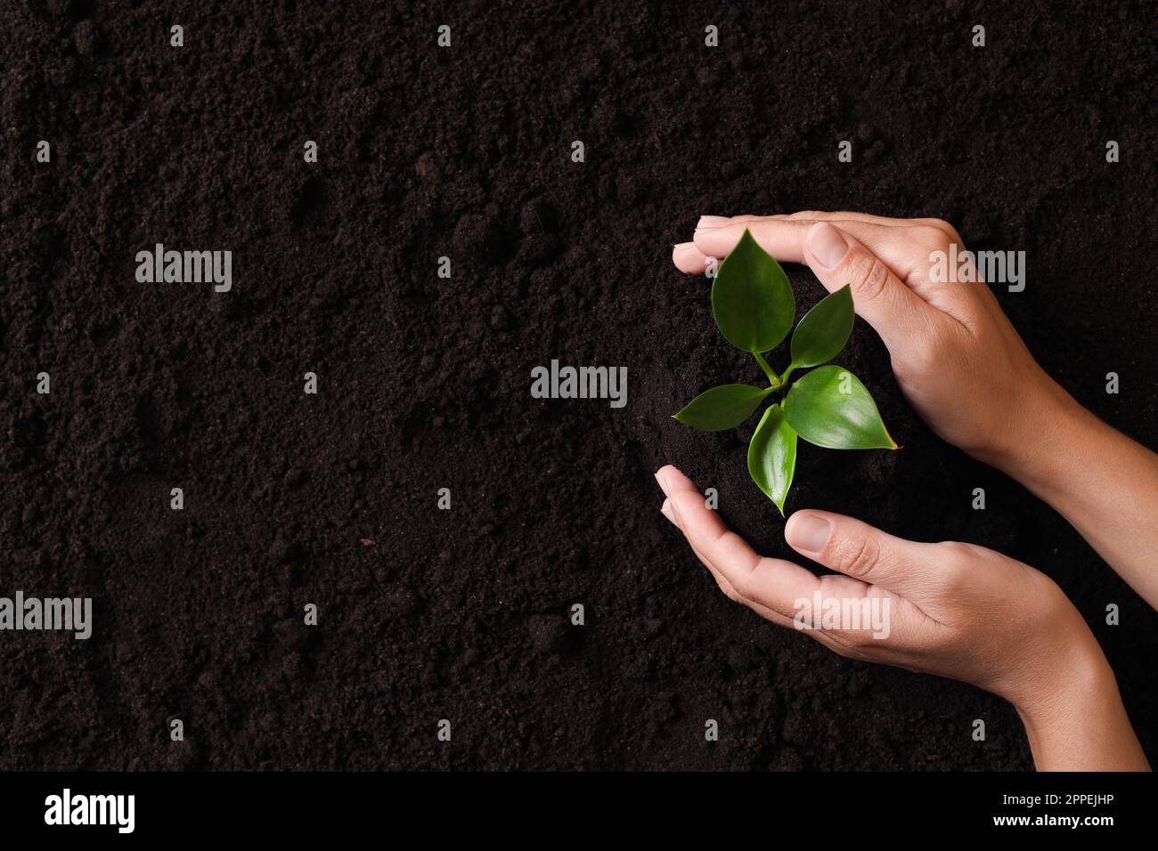 Woman protecting young seedling in soil, top view with space for text ...