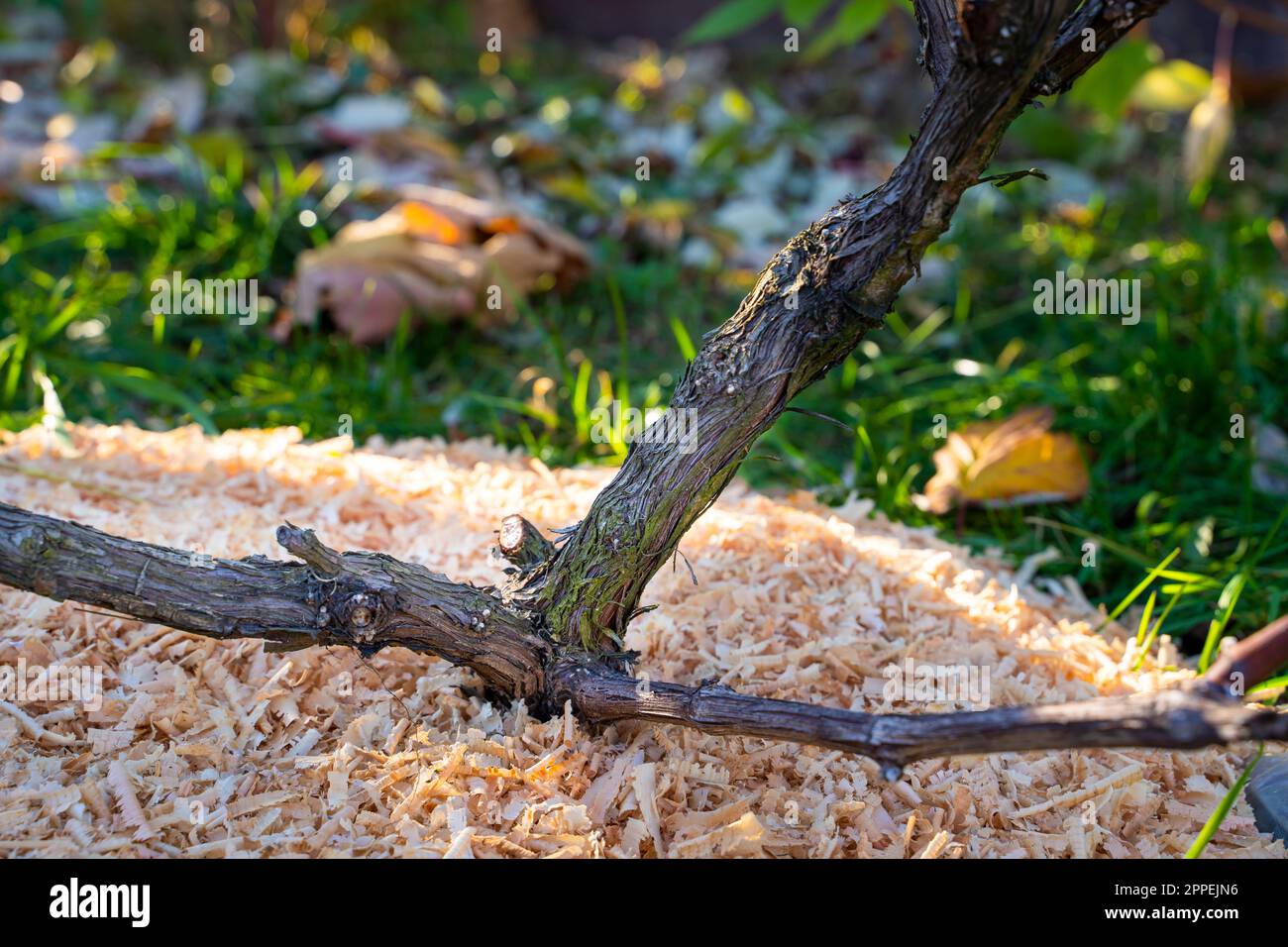 The soil in the vineyard is covered with sawdust for the winter ...