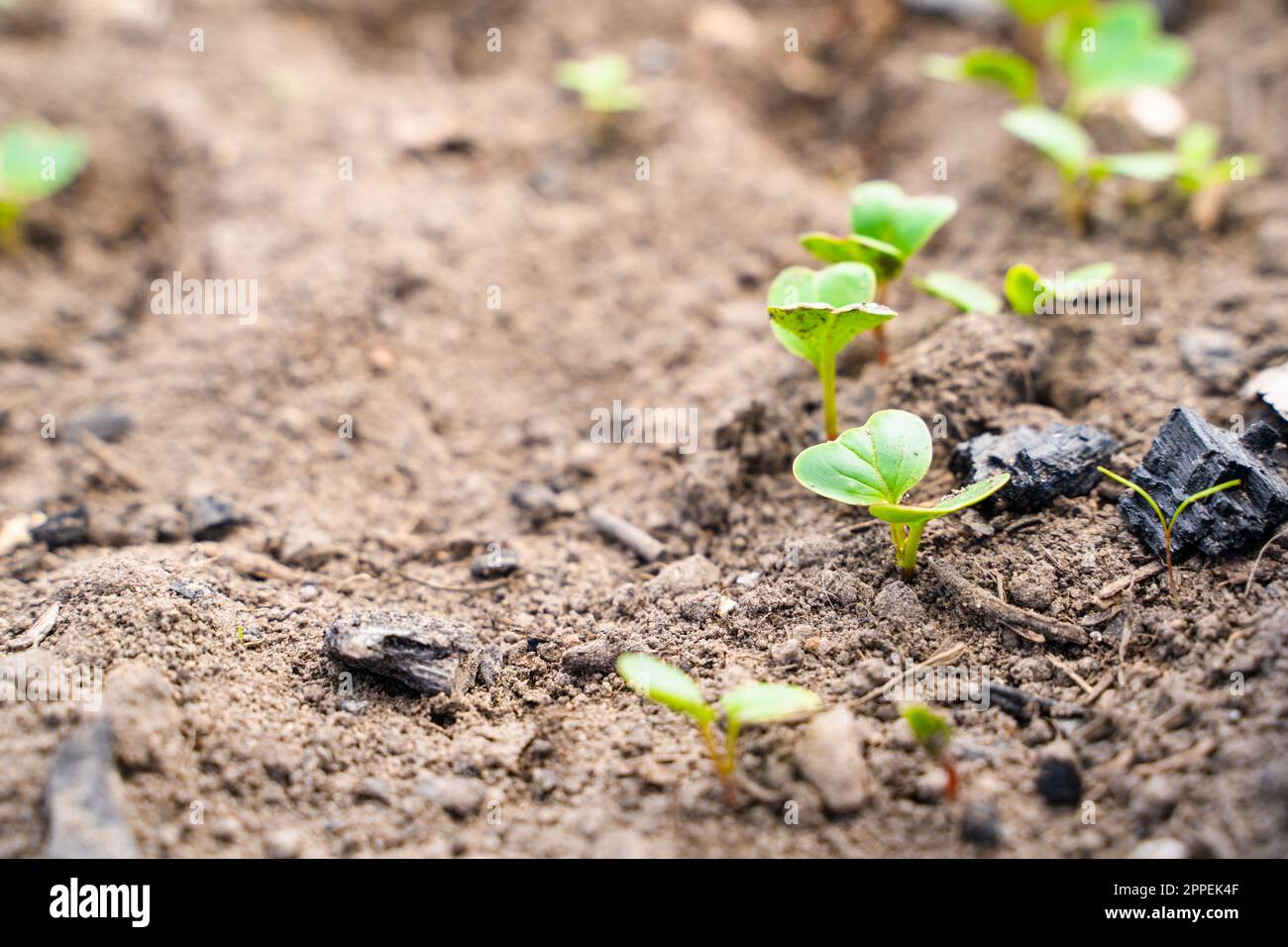 The first green shoots of radishes peck through the soil, close-up ...