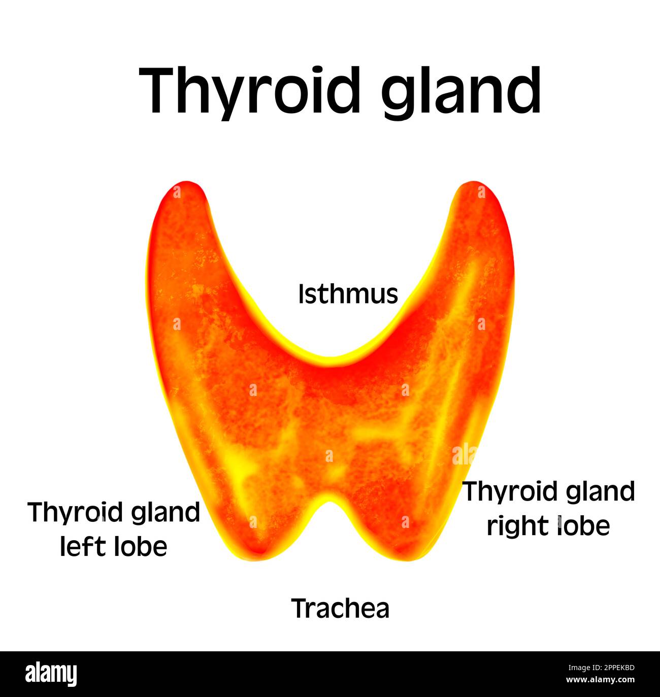 Illustration of human thyroid gland on white background Stock Photo - Alamy