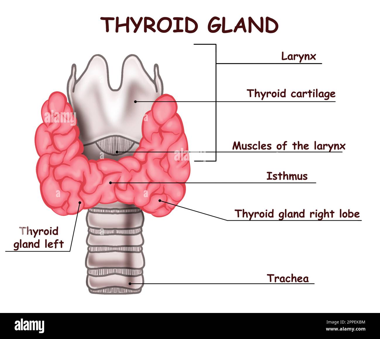 Illustration of human thyroid gland on white background Stock Photo - Alamy