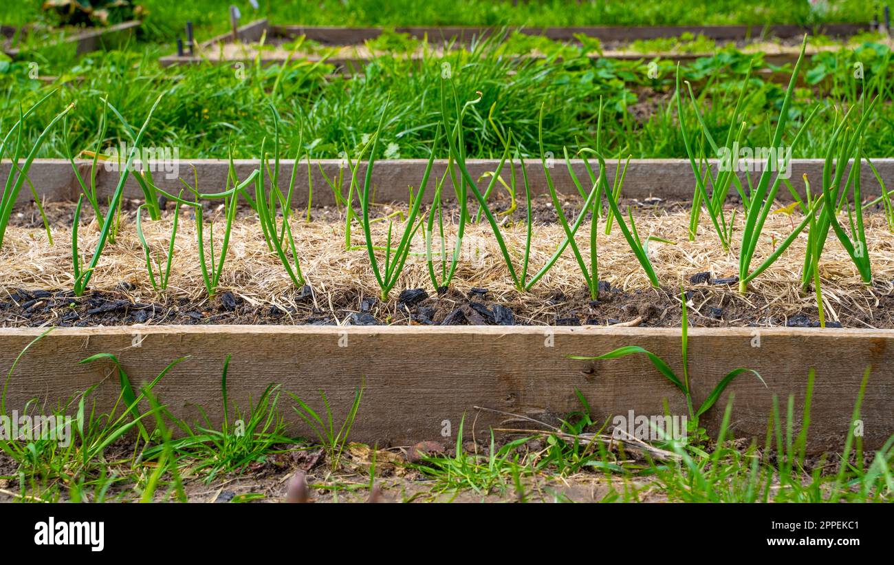 Bulb onions grow in the vegetable garden, cover with dry grass mulch ...