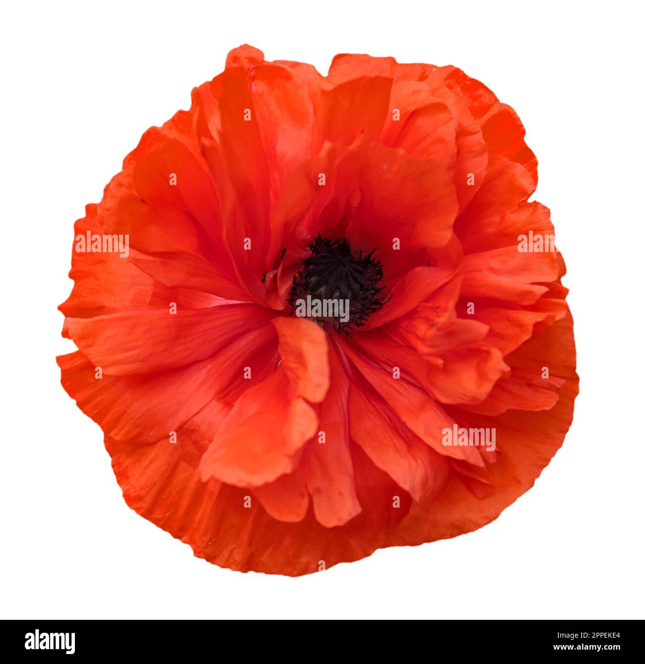 Beautiful red poppy flower isolated on white Stock Photo - Alamy
