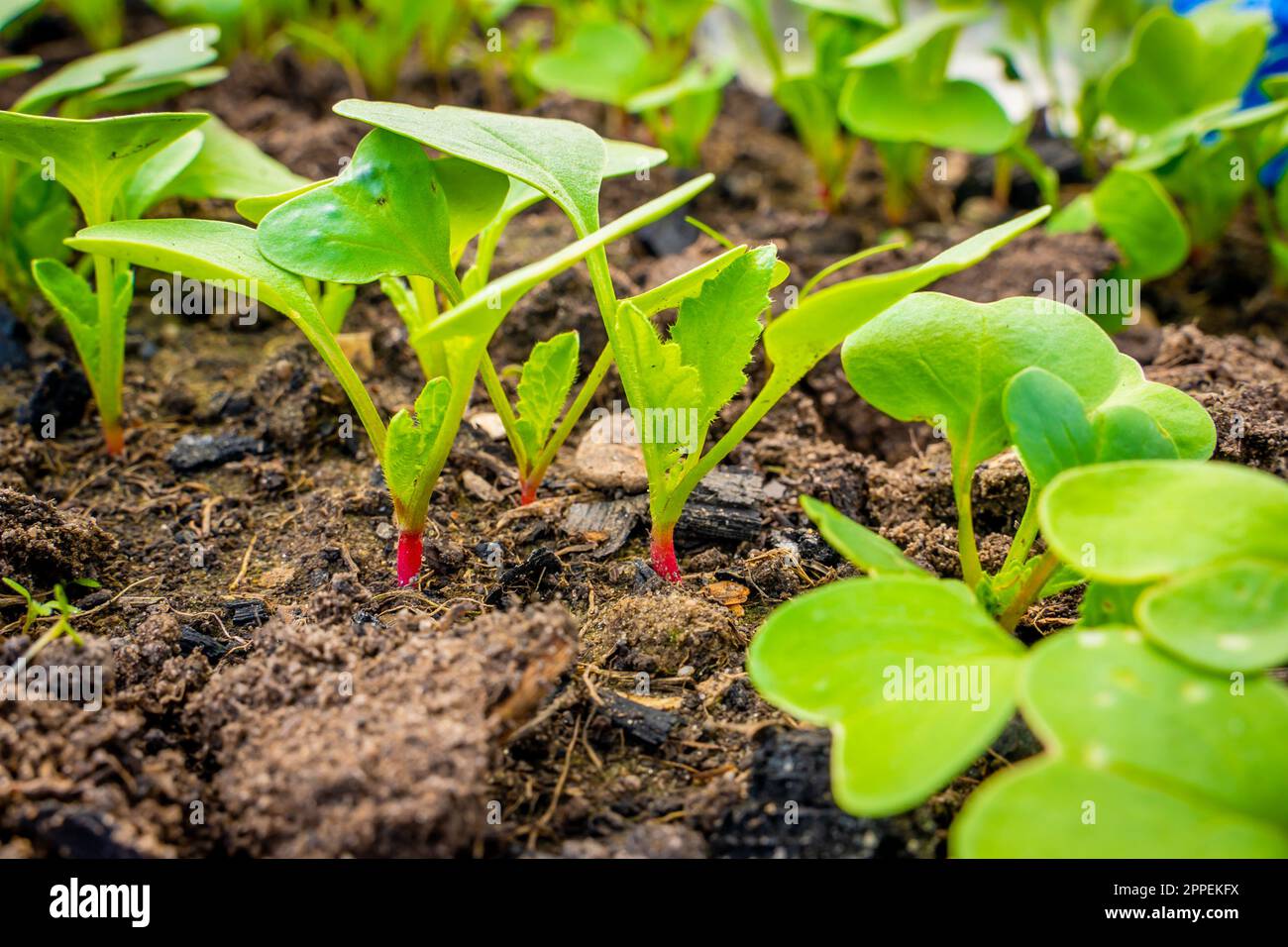 Young sprouts of a growing radish in a garden bed close-up. First green ...