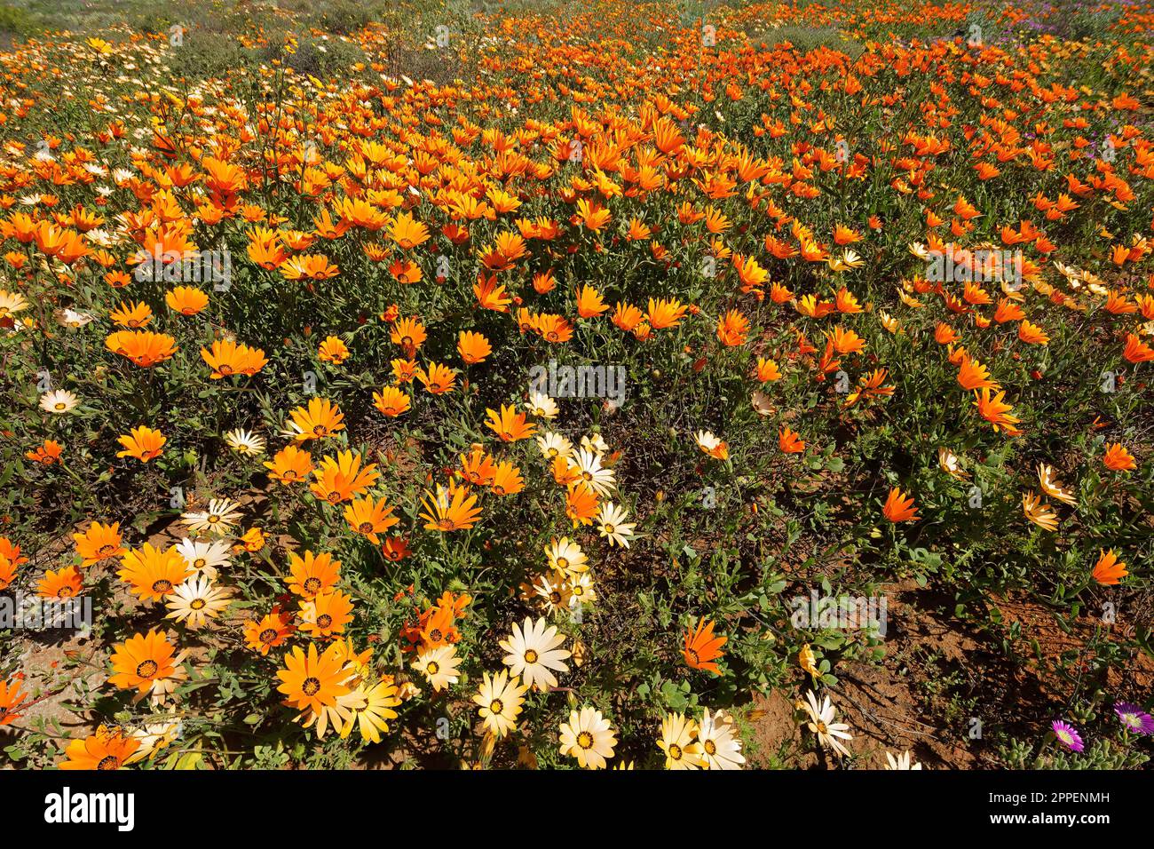 Colorful spring blooming Namaqualand daisies (Dimorphotheca pluvialis ...