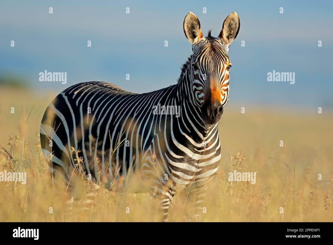 A Cape mountain zebra (Equus zebra) in natural habitat, Mountain Zebra ...