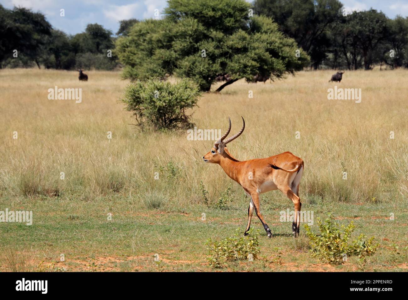 Male red lechwe antelope (Kobus leche) in natural habitat, southern ...