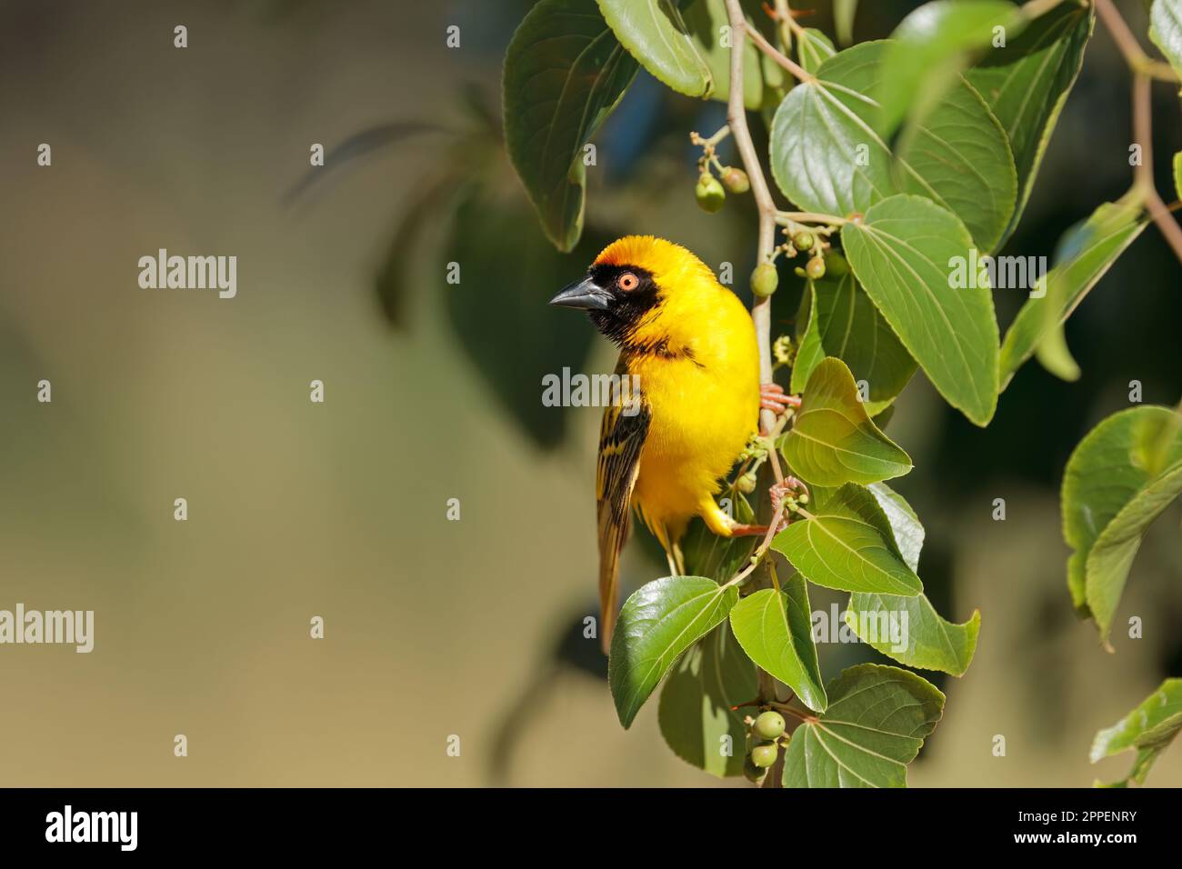 A male lesser masked weaver (Ploceus intermedius) on a branch, South ...