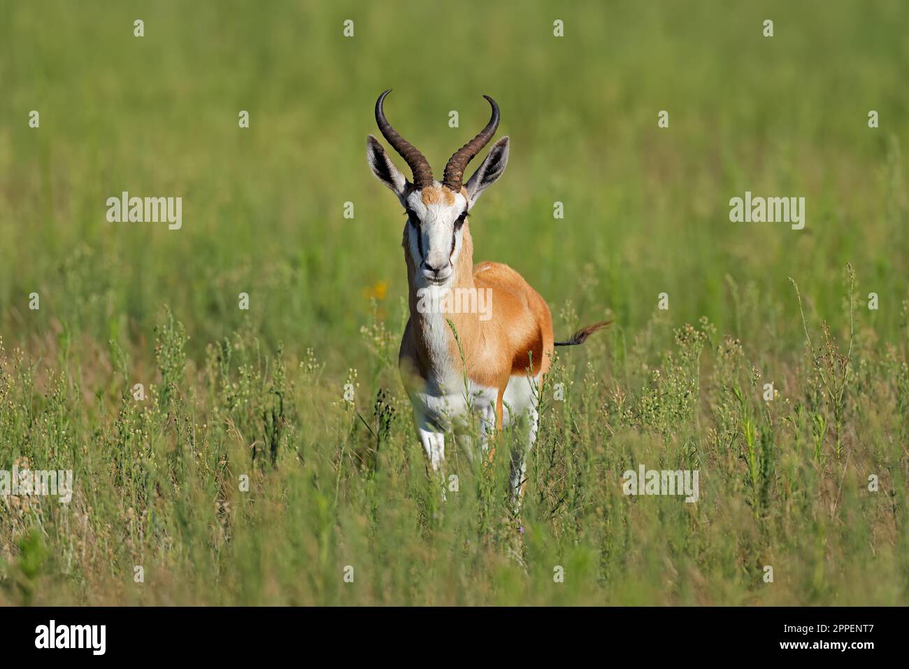 A springbok antelope (Antidorcas marsupialis) in natural habitat ...
