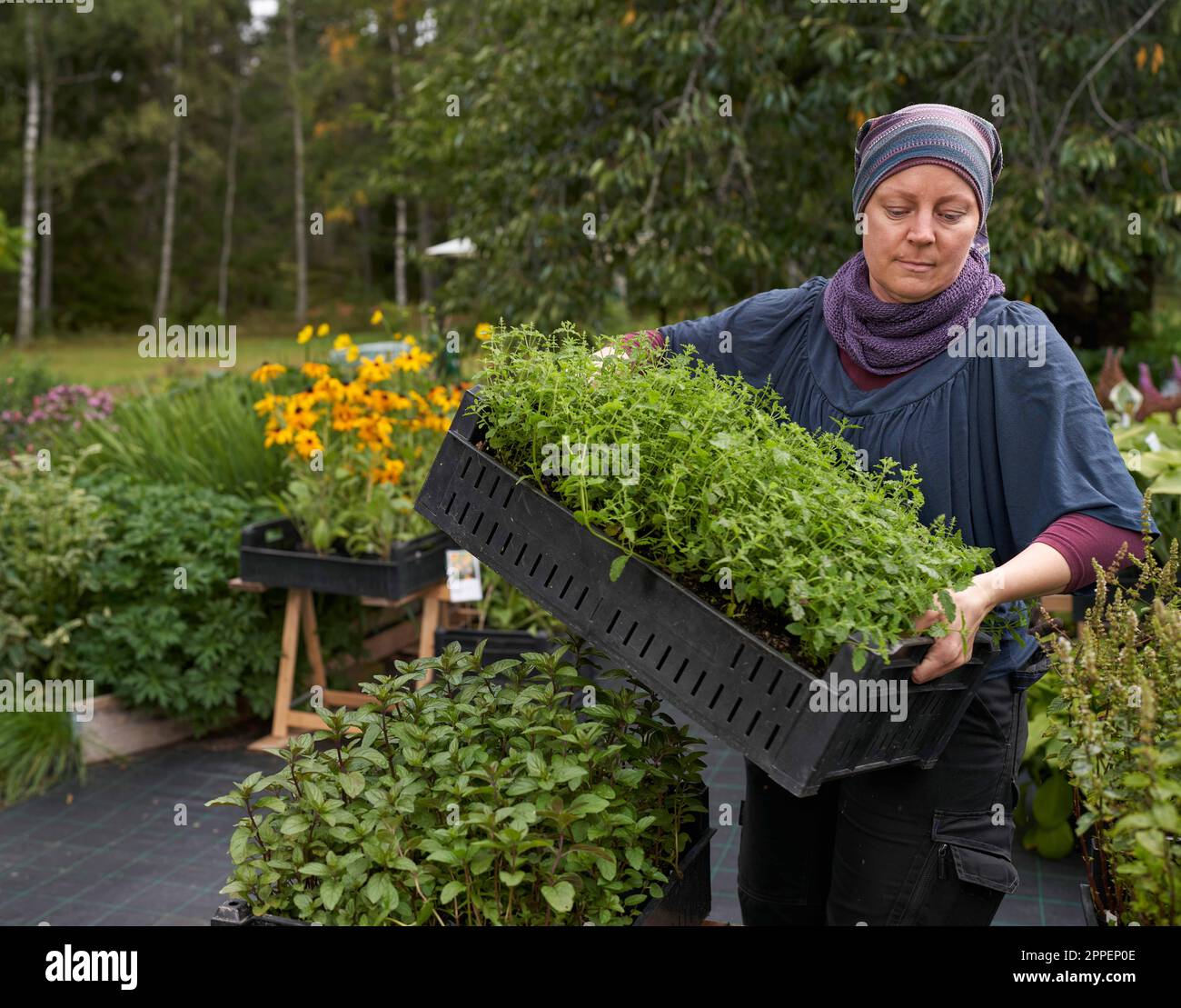 Screening plants hi-res stock photography and images - Alamy