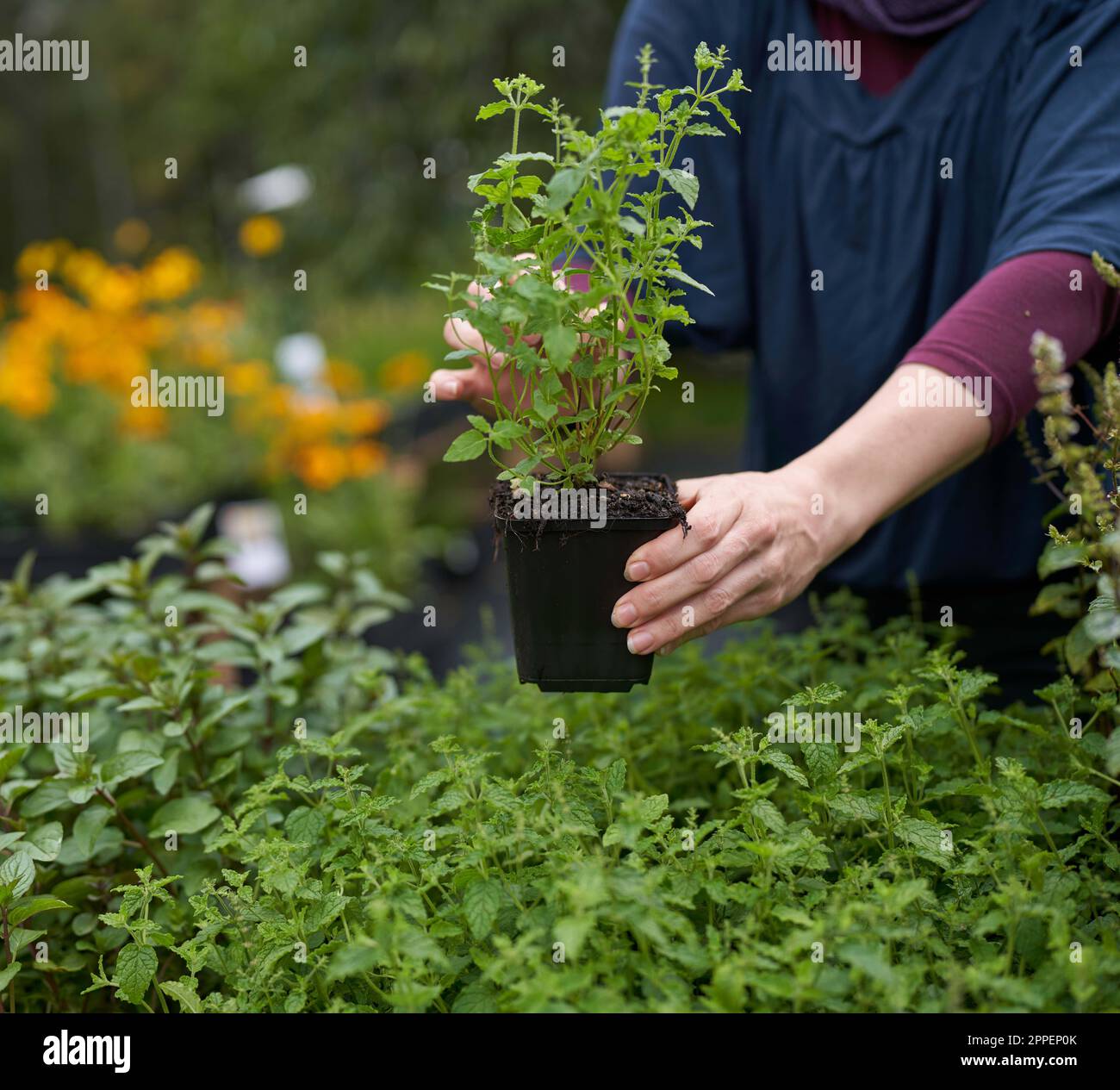 Woman working in a plant nursery Stock Photo - Alamy