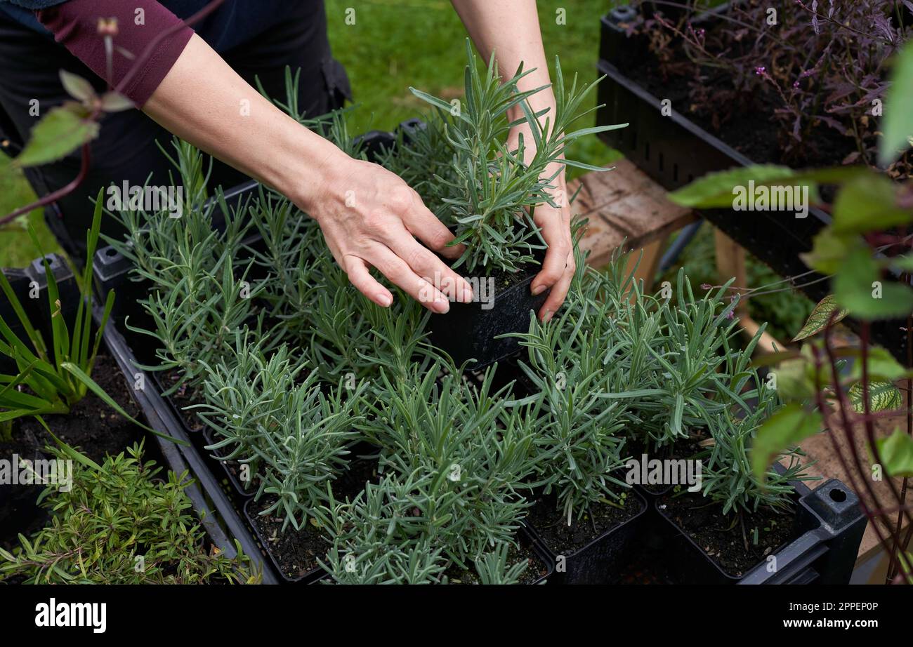 Woman working in a plant nursery Stock Photo - Alamy