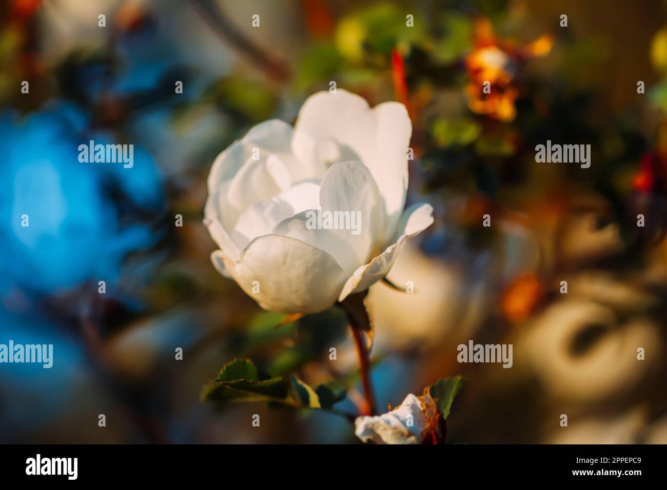 White wild roses in warm evening sunlight. Beautiful fragrant flowers ...
