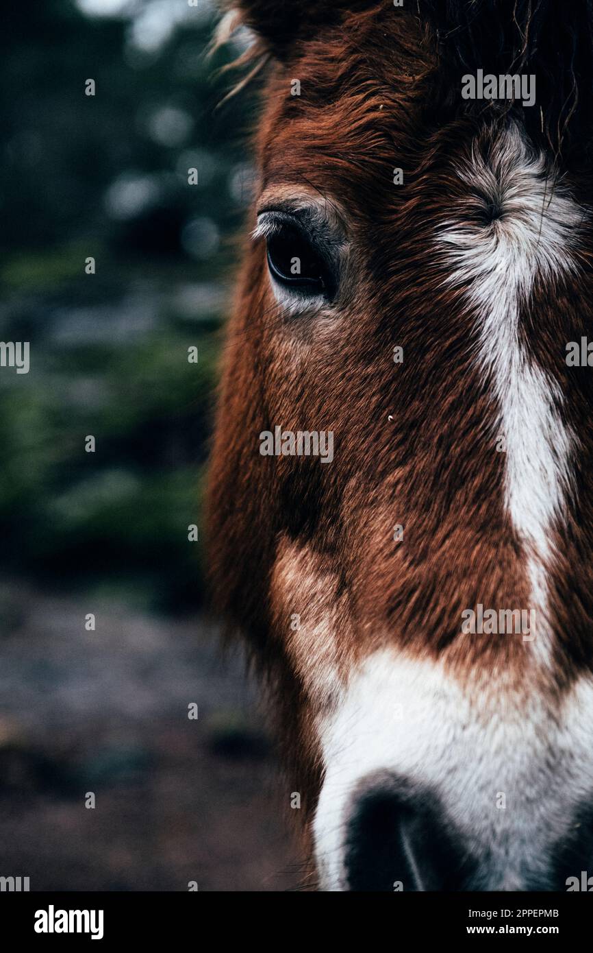 Light brown donkey hi-res stock photography and images - Alamy