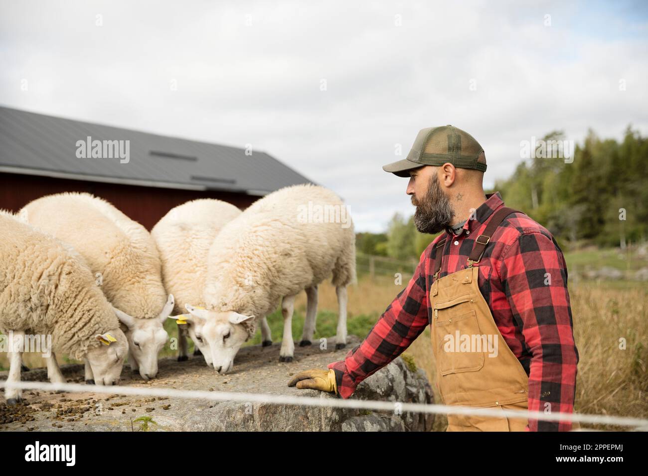 Man feeding sheep in summer hi-res stock photography and images - Alamy