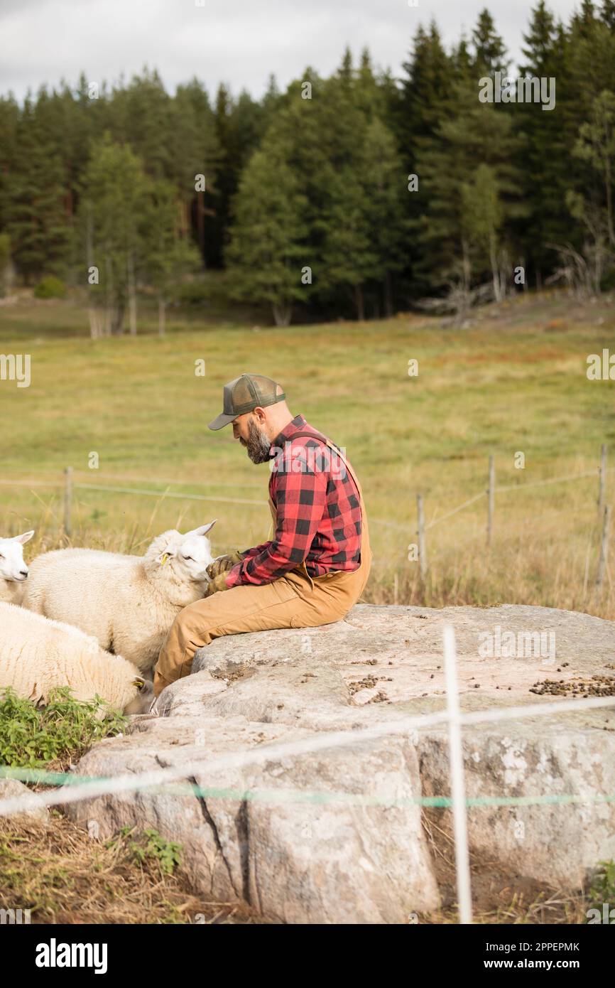 Male farmer with sheep in field Stock Photo - Alamy