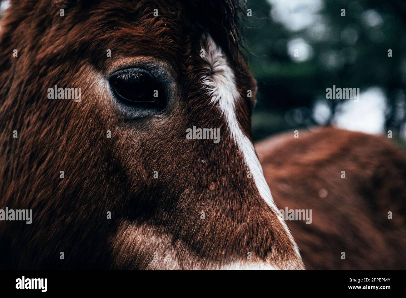 Light brown donkey hi-res stock photography and images - Alamy