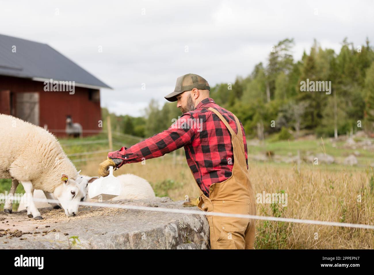 Male farmer feeding sheep outdoors Stock Photo - Alamy