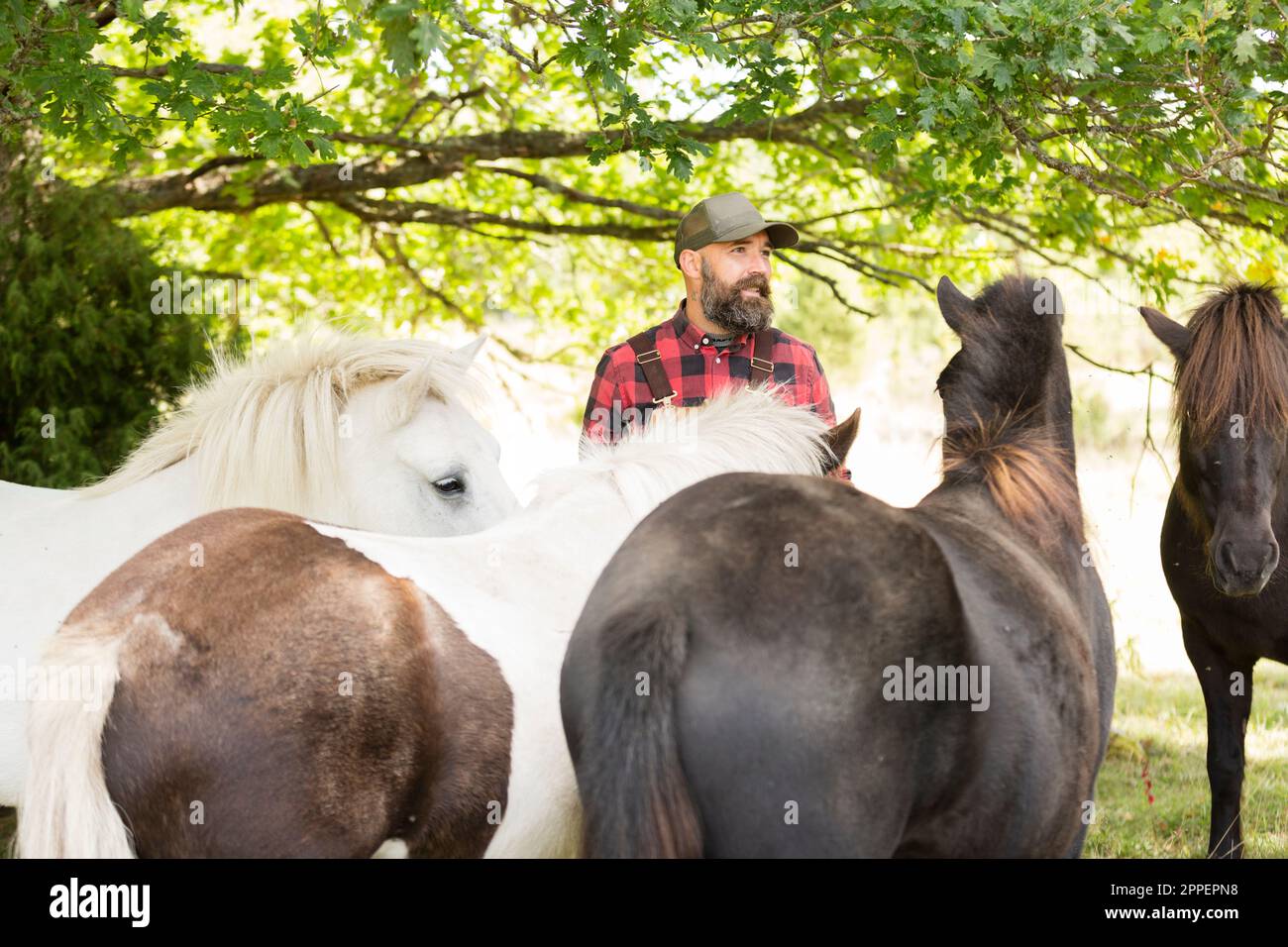 Male farmer standing among horses Stock Photo - Alamy