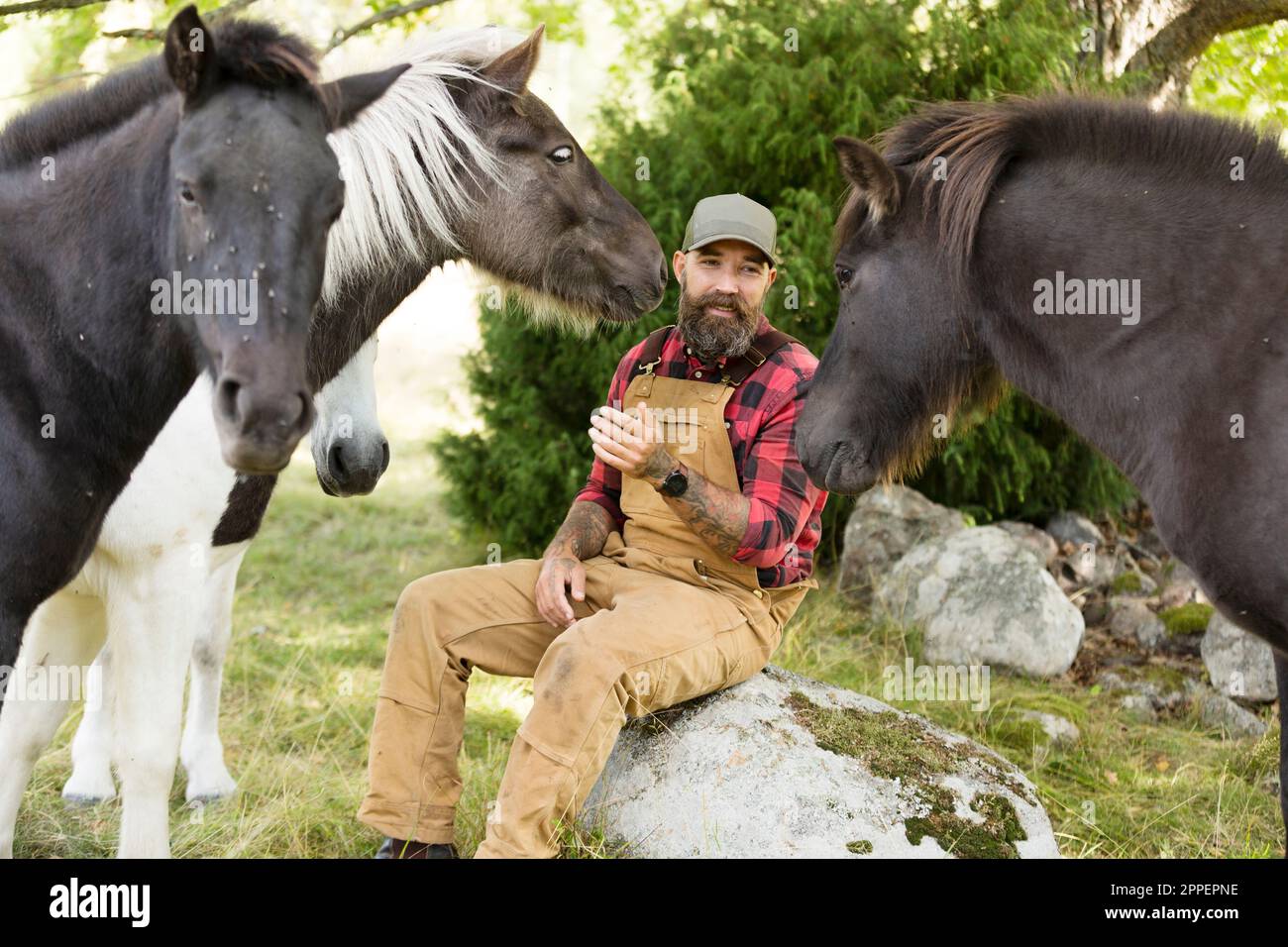 Male farmer sitting among horses Stock Photo - Alamy