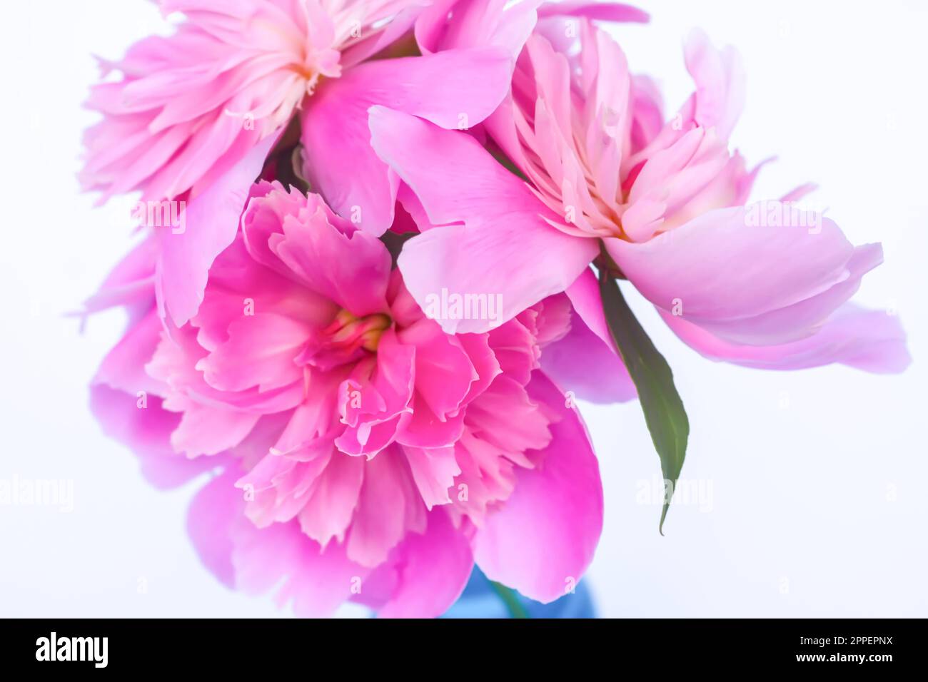 Pink peonies. Beautiful spring flowers in flowering season Stock Photo ...
