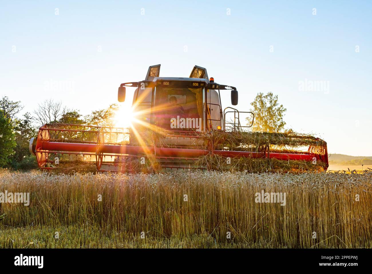 Triticum aestivum sunset hi-res stock photography and images - Alamy