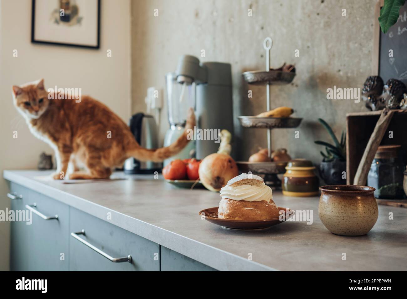 Cat on top of cupboard looking at bun with whipped cream Stock Photo ...