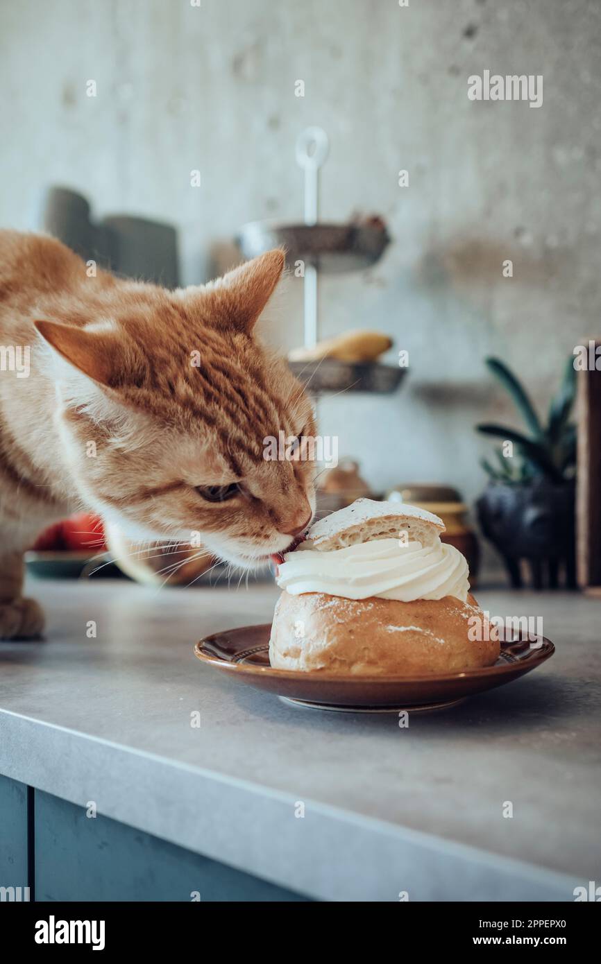 Cat licking cream hi-res stock photography and images - Alamy