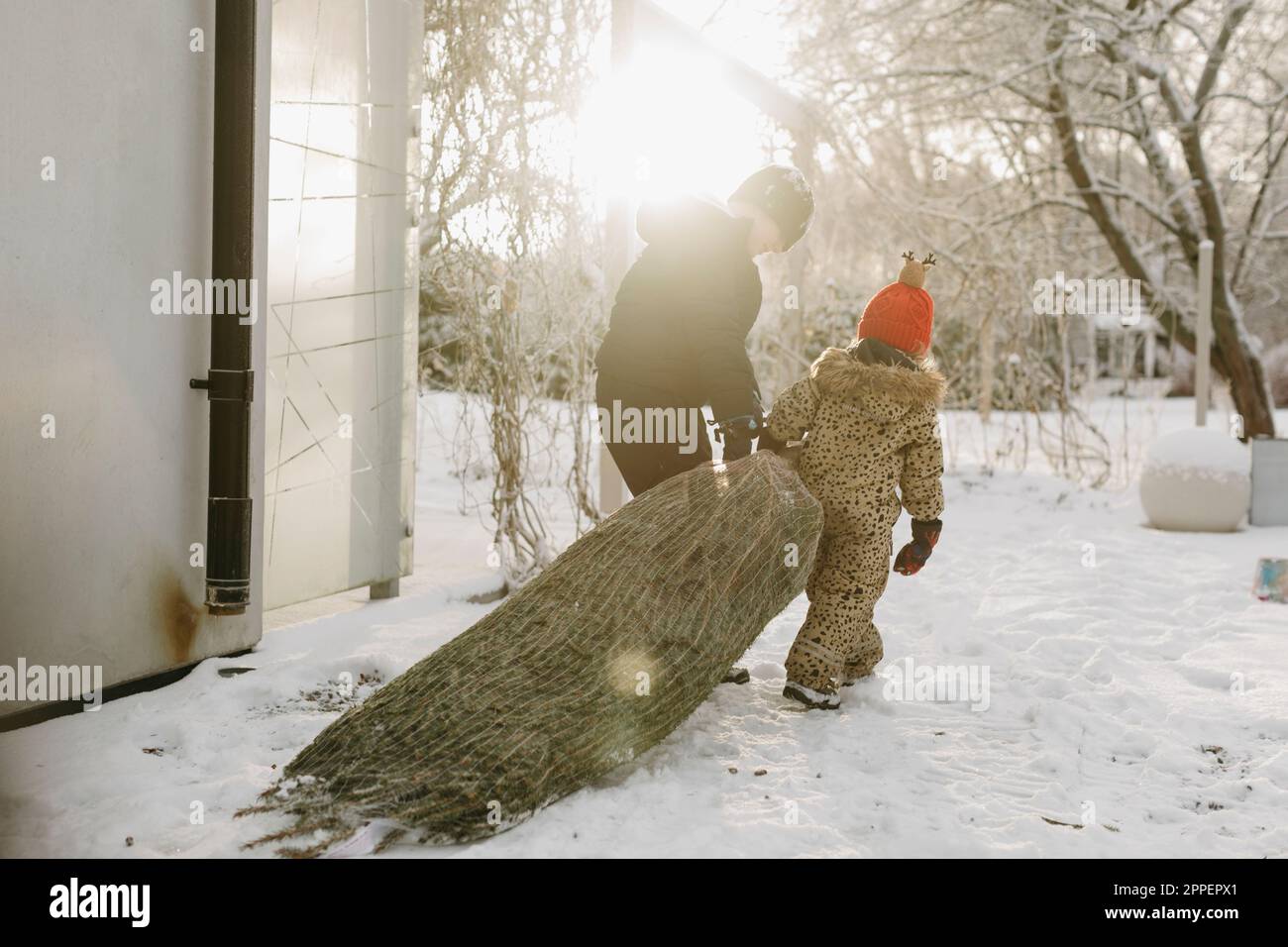 Boy and girl pulling Christmas tree Stock Photo - Alamy