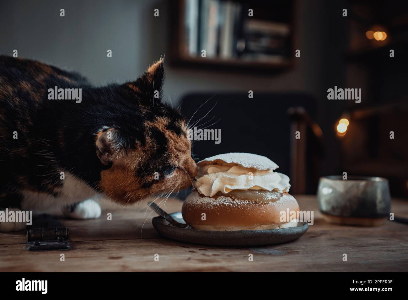 Cat smelling semla bun on table Stock Photo - Alamy