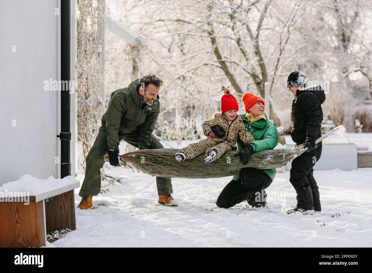 Family carrying Christmas tree at winter Stock Photo - Alamy
