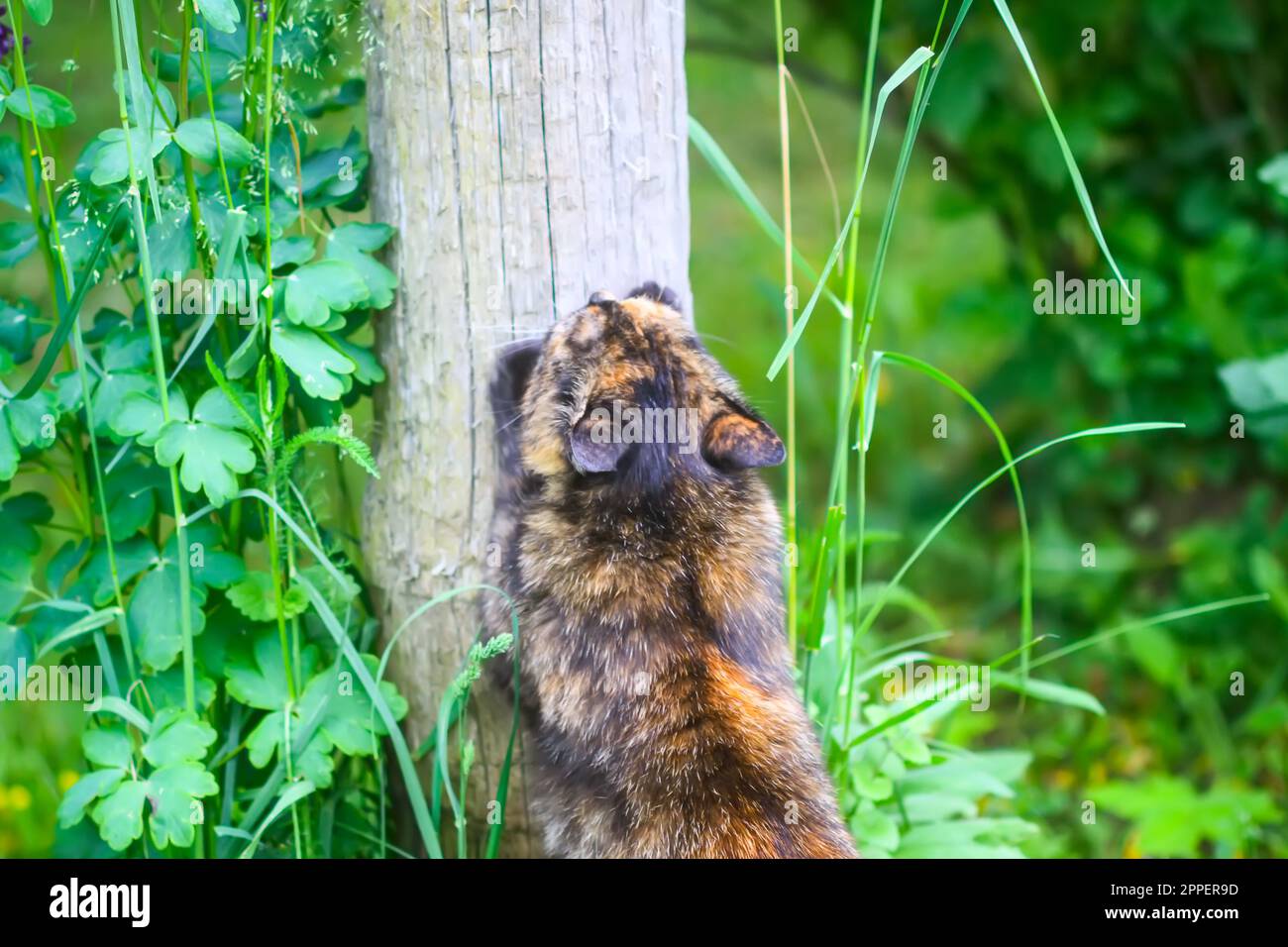 Striped pole cat hi-res stock photography and images - Alamy