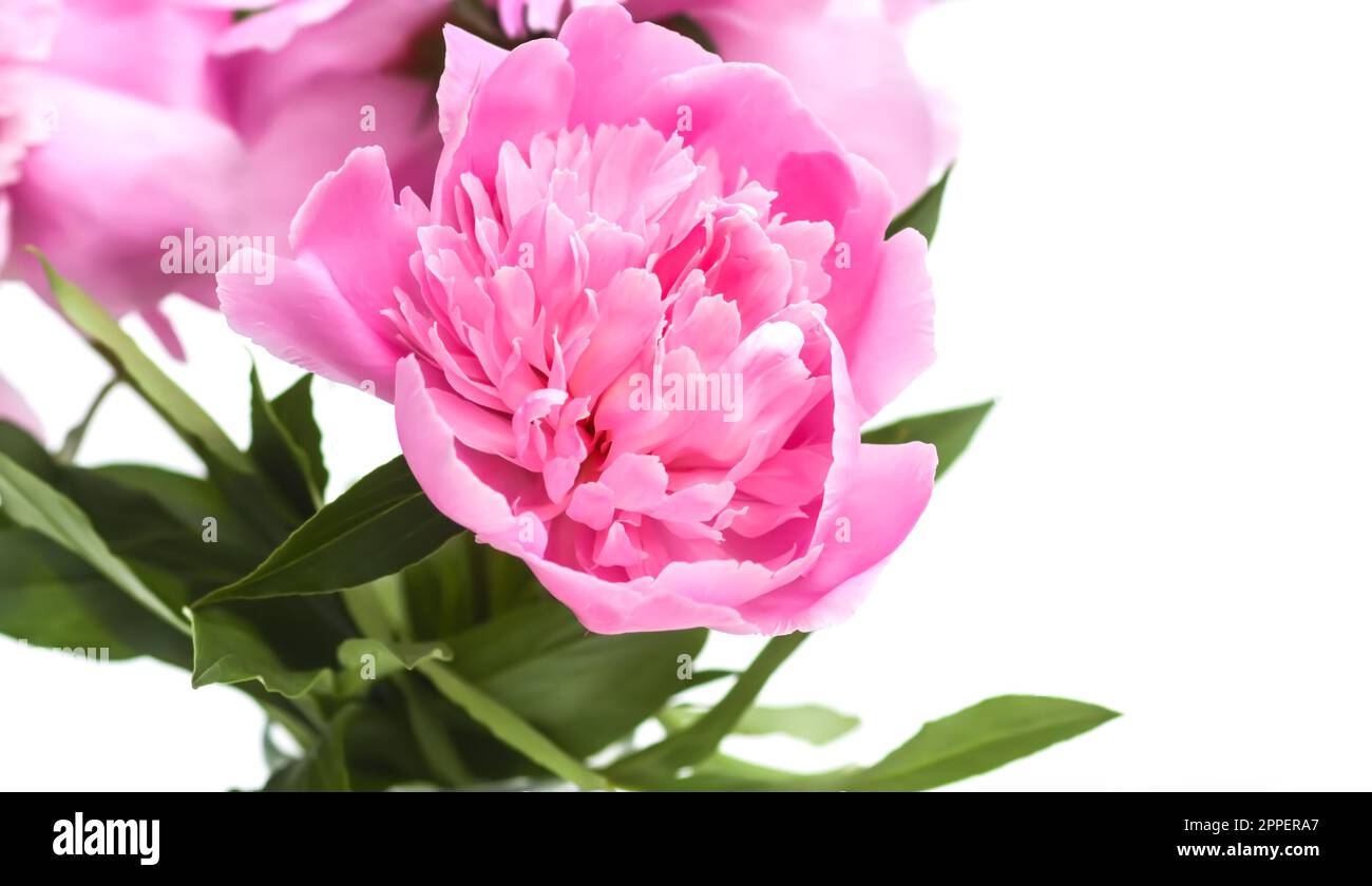 Pink peonies. Beautiful spring flowers in flowering season Stock Photo ...