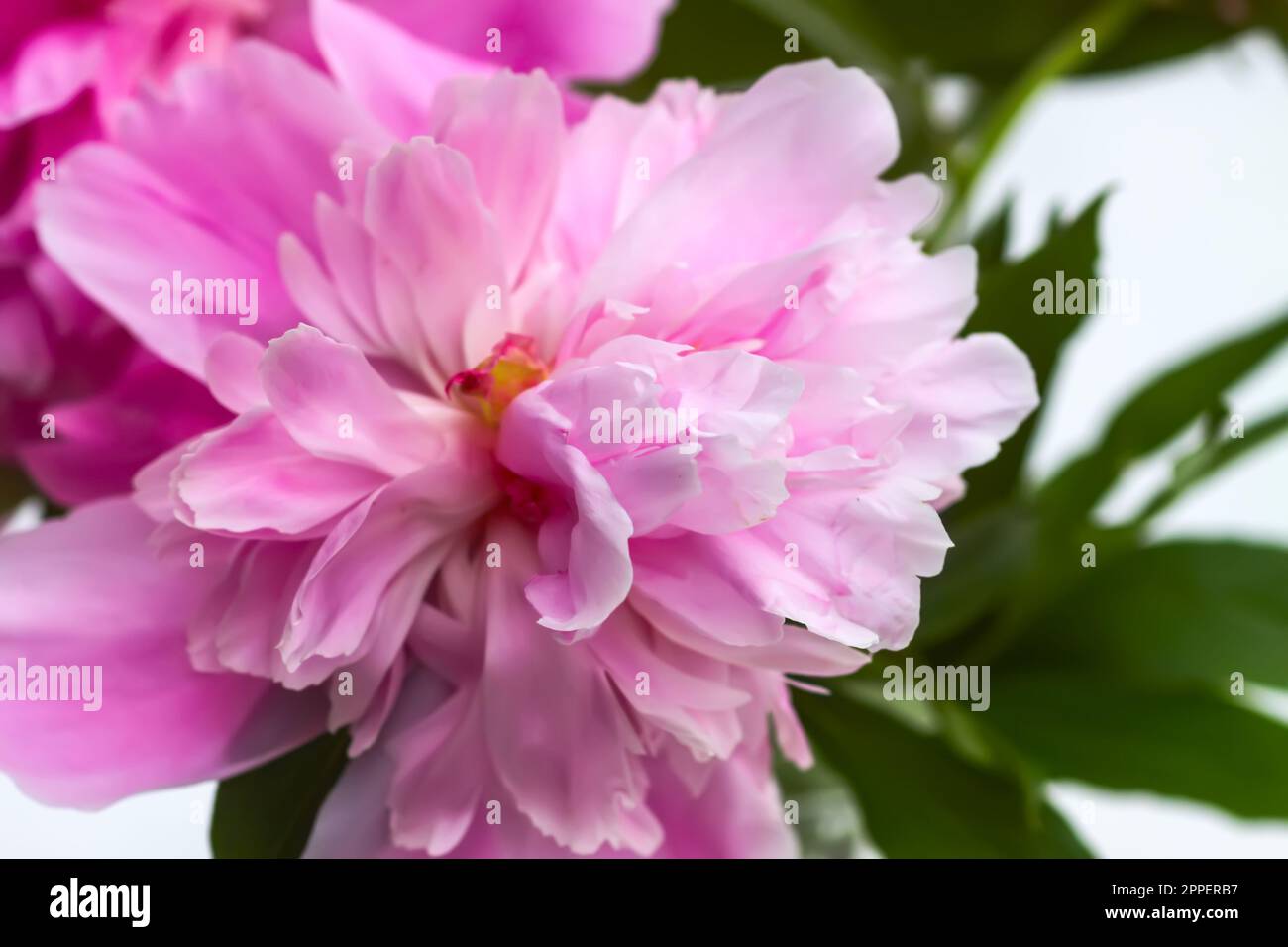 Pink peonies. Beautiful spring flowers in flowering season Stock Photo ...