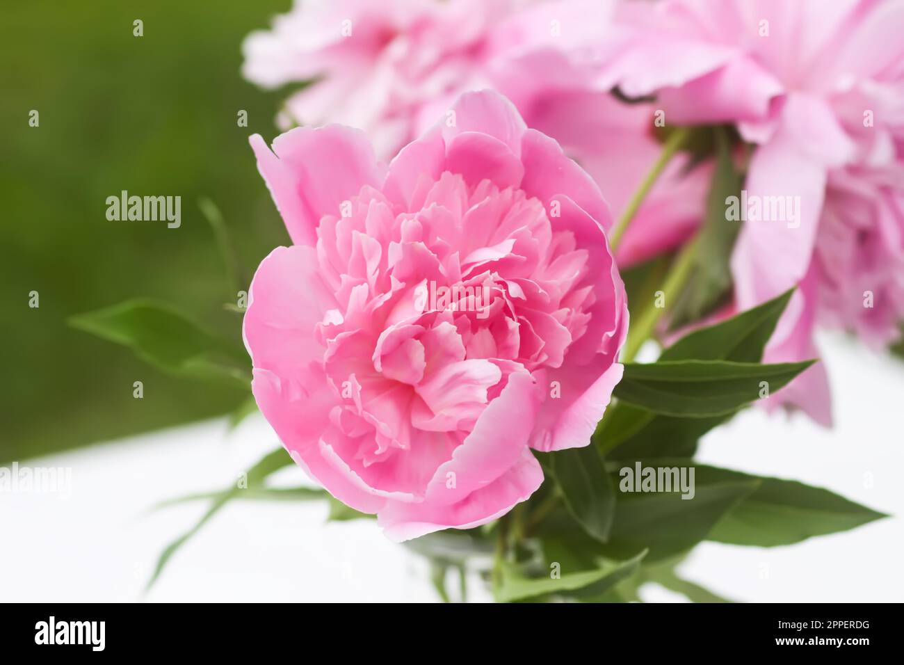 Pink peonies. Beautiful spring flowers in flowering season Stock Photo ...