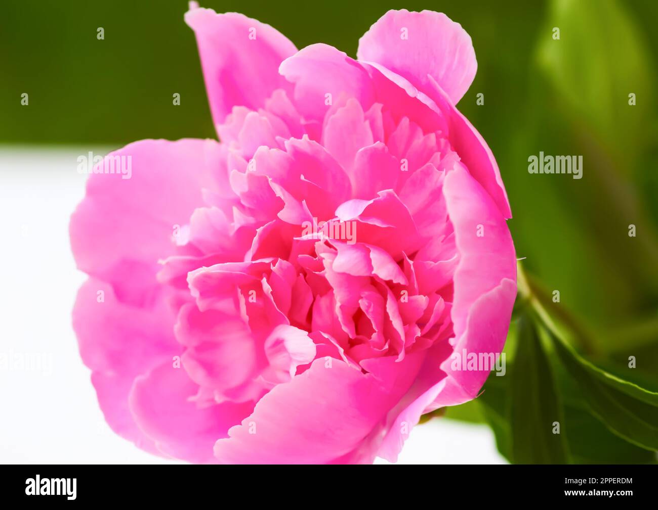 Pink peonies. Beautiful spring flowers in flowering season Stock Photo ...