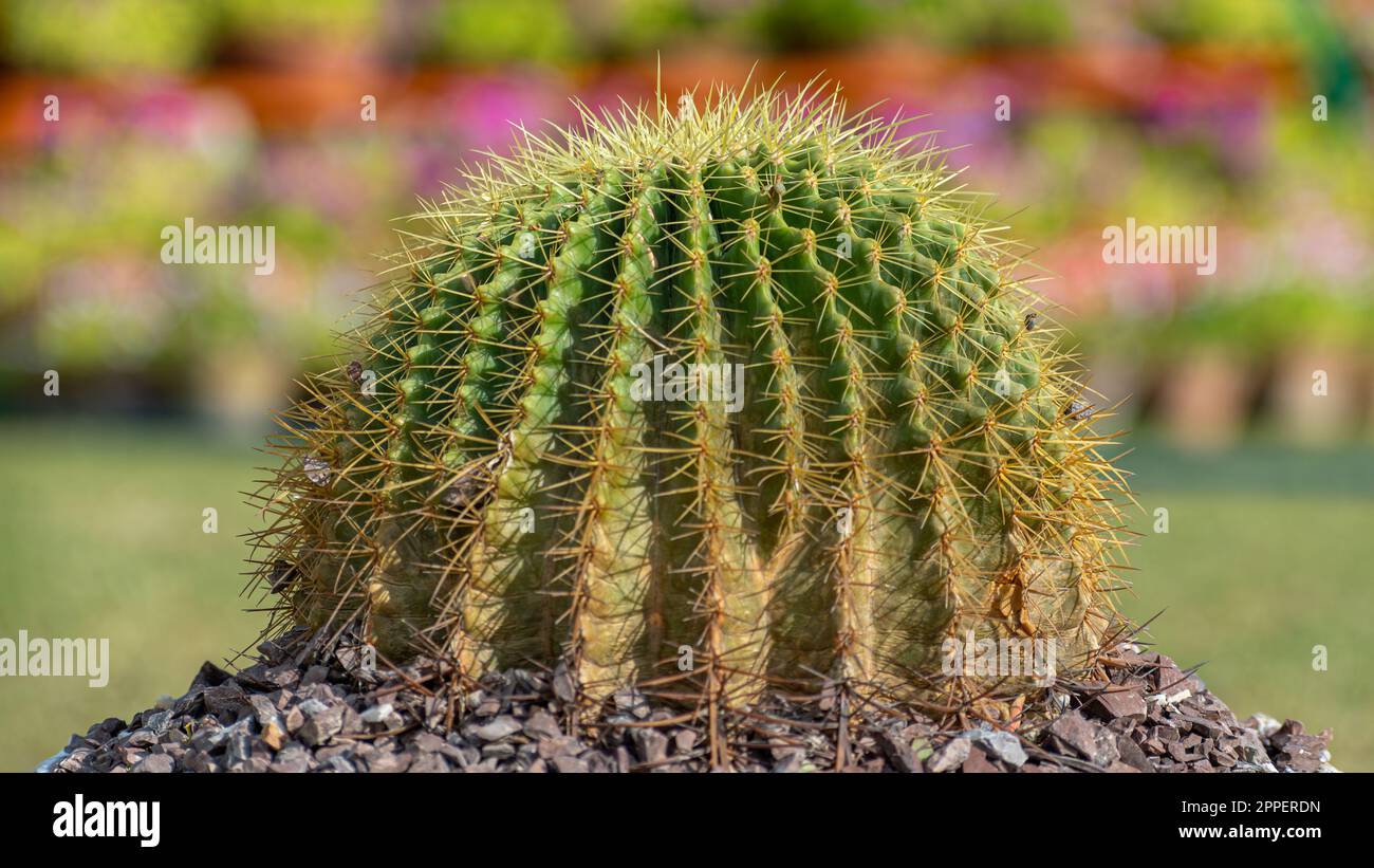 Cactus || Close-up, Golden Barrel Cactus, Barrel cactus, Mother-in-law ...