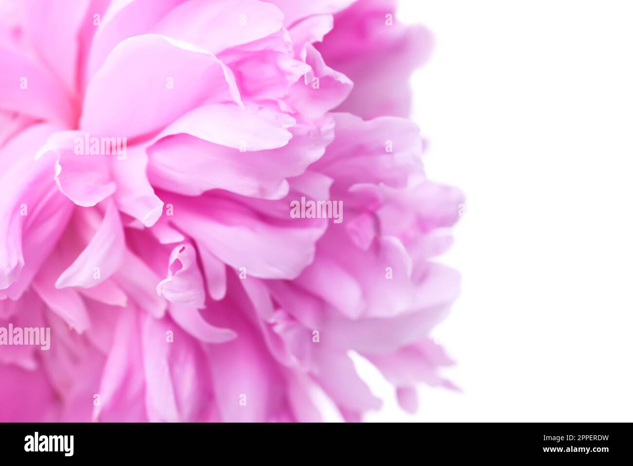 Pink peonies. Beautiful spring flowers in flowering season Stock Photo ...
