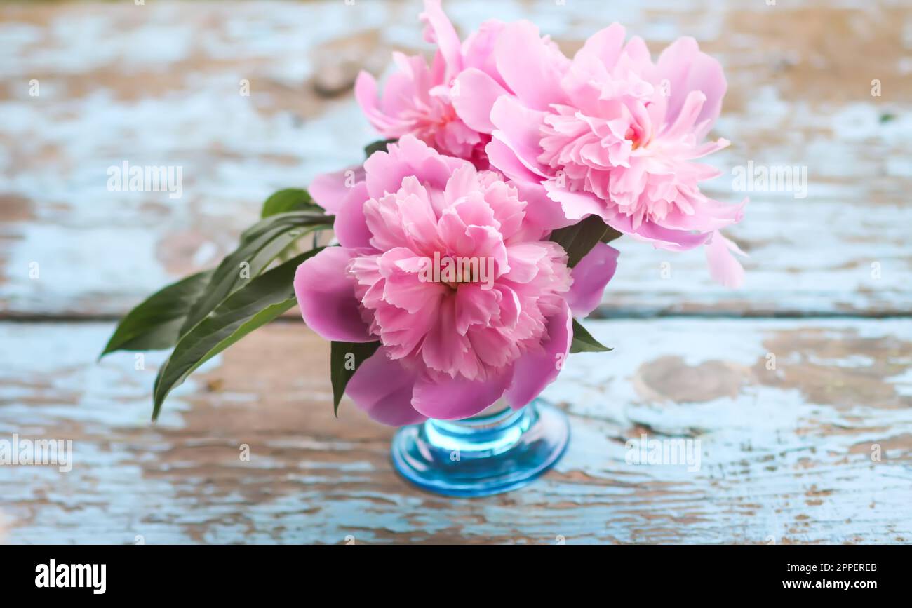 Pink peonies. Beautiful spring flowers in flowering season Stock Photo ...
