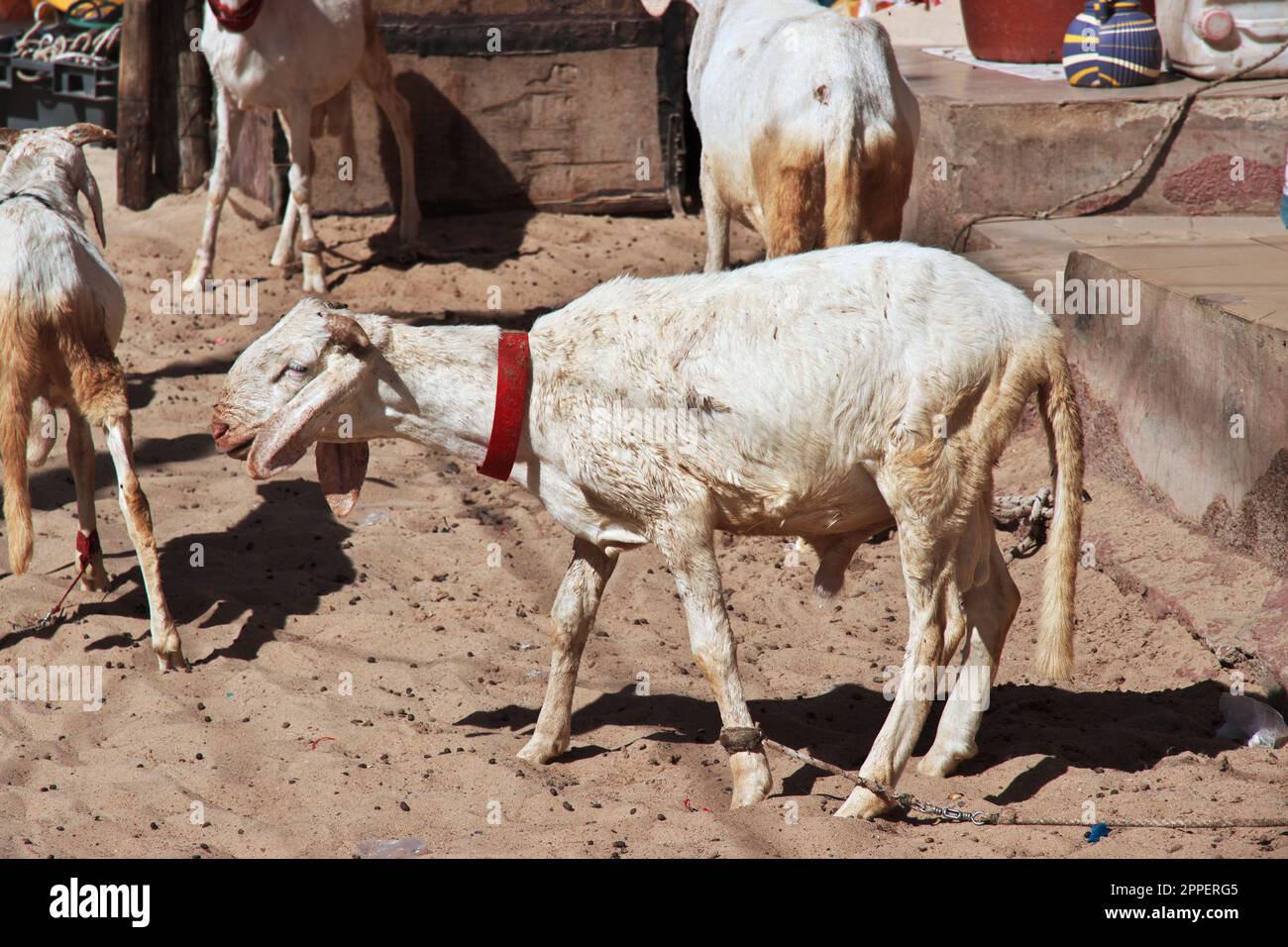 Goat in the vintage street of Saint-Louis, Senegal, West Africa Stock ...