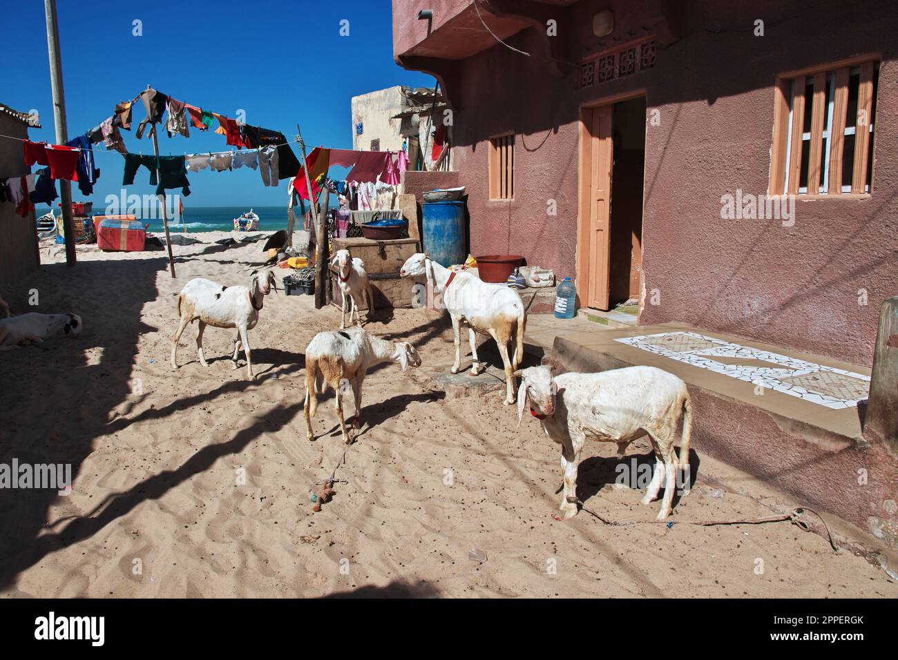 Goat in the vintage street of Saint-Louis, Senegal, West Africa Stock ...