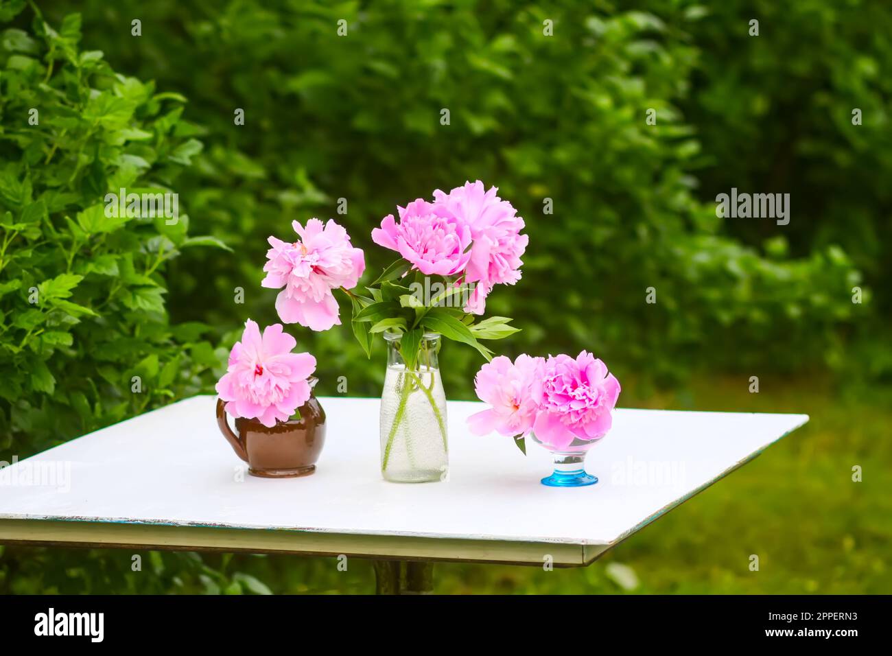 Pink peonies. Beautiful spring flowers in flowering season Stock Photo ...