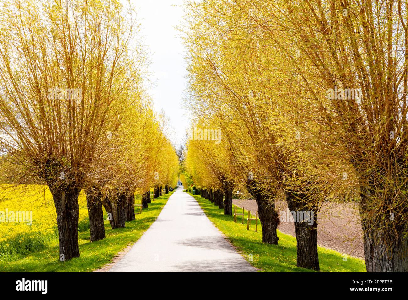Route tree hi-res stock photography and images - Alamy