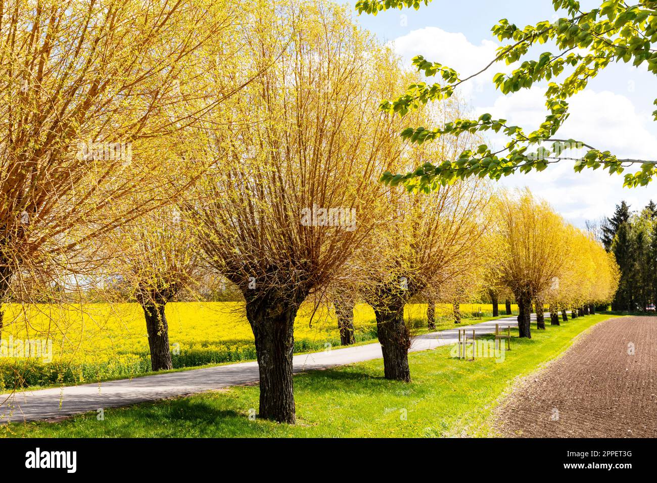 Treelined country road at spring Stock Photo - Alamy