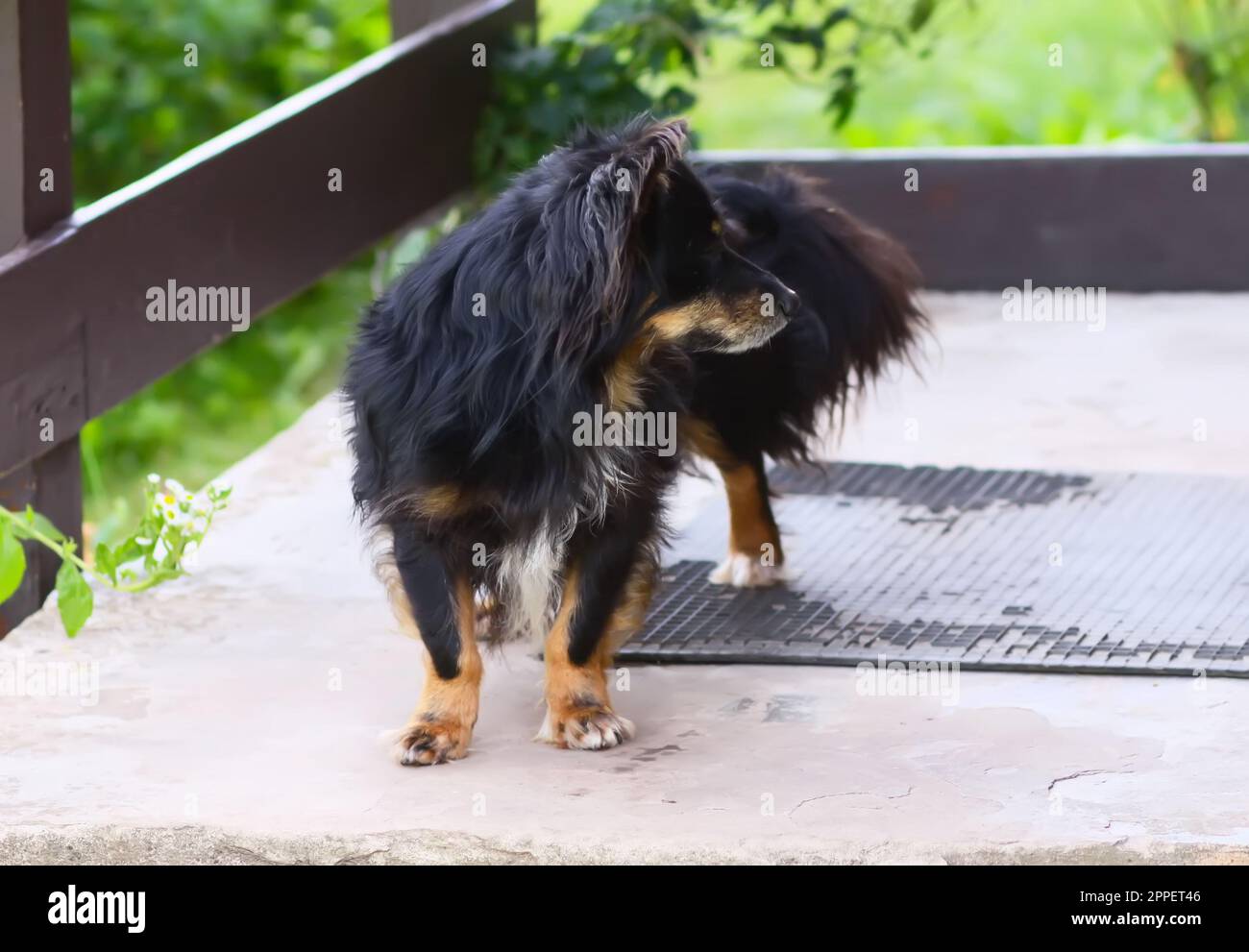 Dog on the threshold Stock Photo - Alamy
