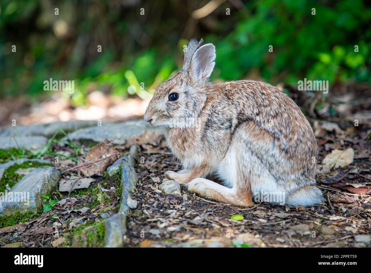 Young european hare - Lepus europaeus - also known as the brown hare ...