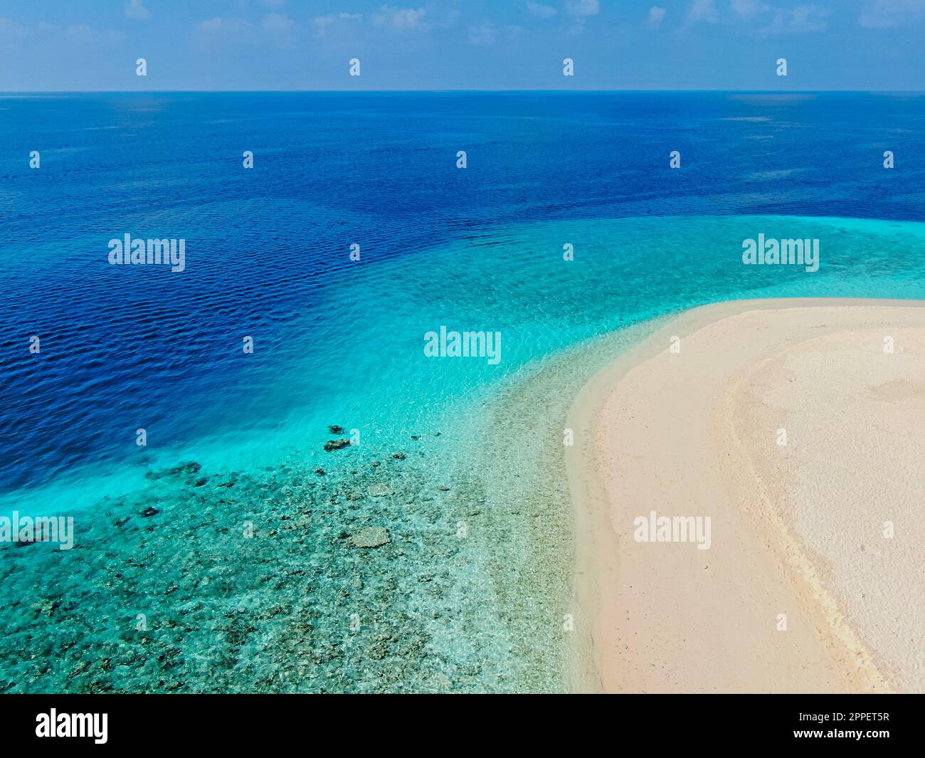 Reef palms hi-res stock photography and images - Alamy