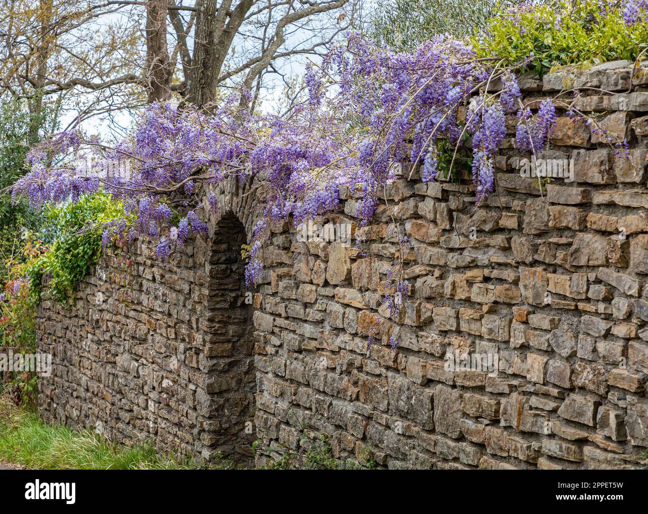 Beautiful wisteria flowers above a door in a stone wall, Liguria, Italy ...