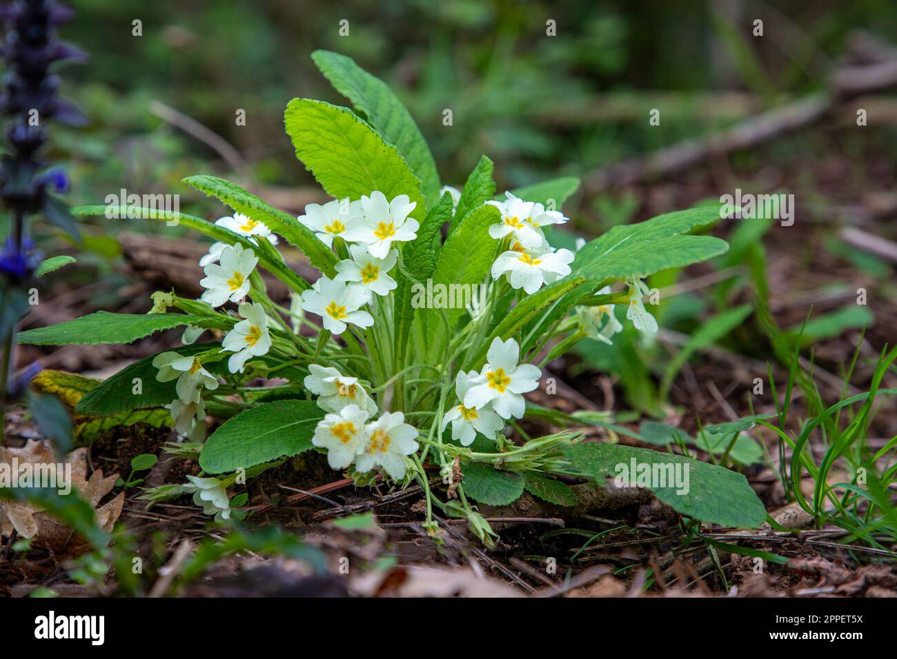 Wild Primrose - Primula vulgaris - in Liguria, Italy Stock Photo - Alamy
